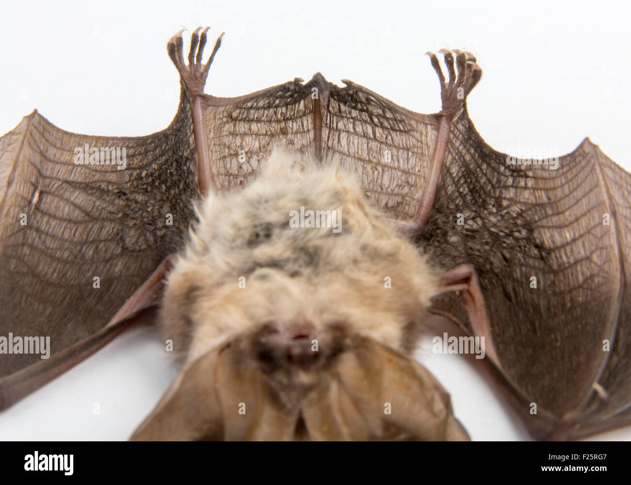 Plecotus auritus, brown long-eared bat with spread wings on white ...