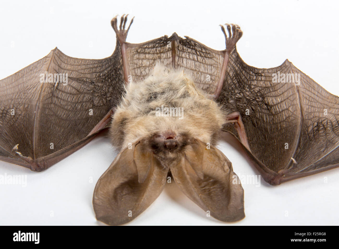 Radar ears hi-res stock photography and images - Alamy