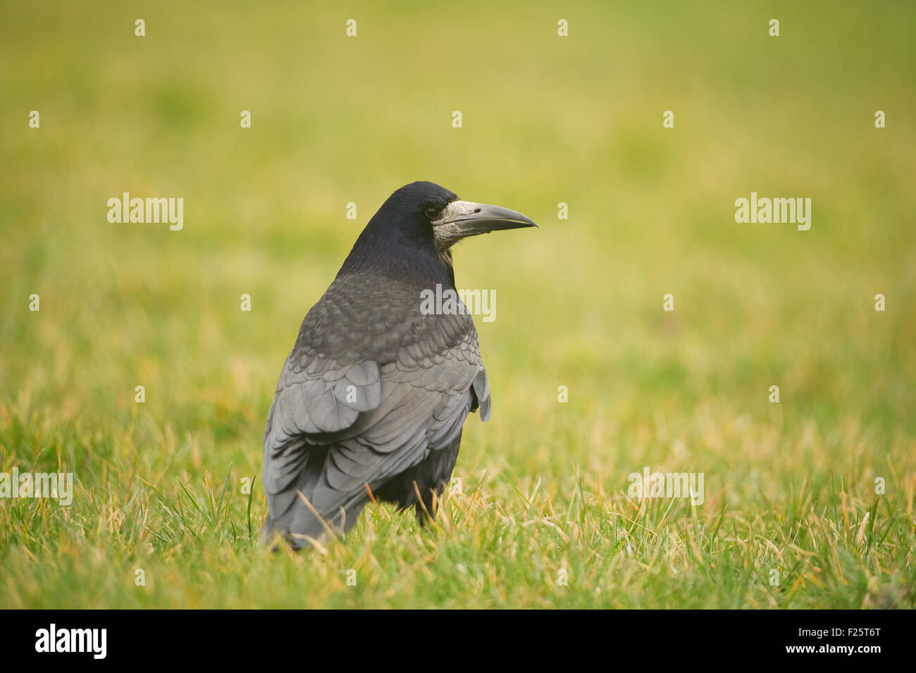 Rook (Corvus frugilegus) on lawn Stock Photo - Alamy