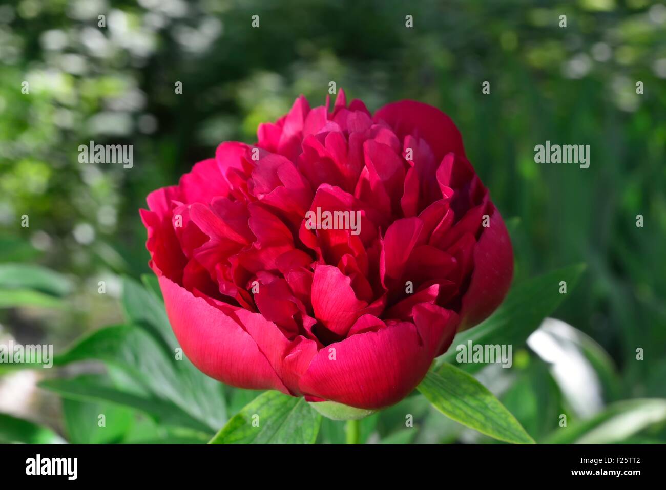 big red peony in garden (aroma of peony petals Stock Photo - Alamy