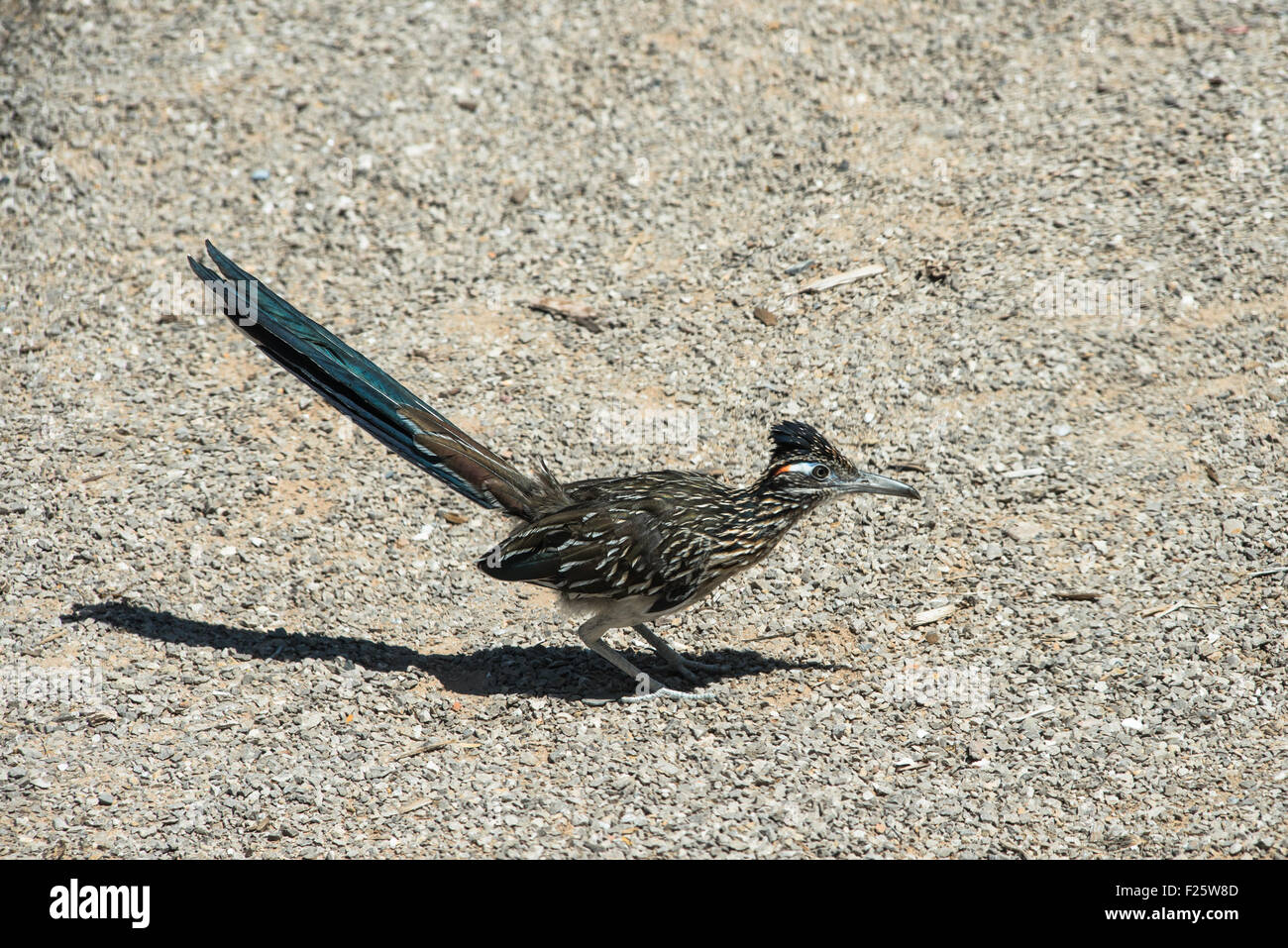 Road runner bird hi-res stock photography and images - Alamy