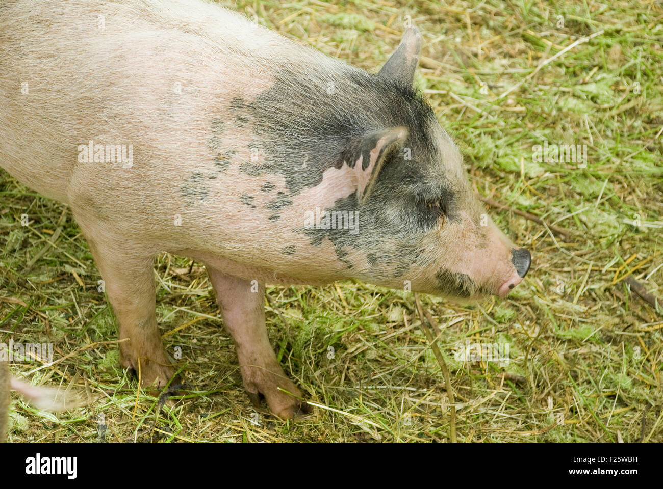furry spotted pink pig Stock Photo - Alamy