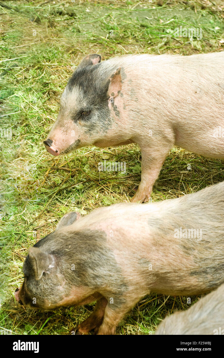 Reflection pink pigs hi-res stock photography and images - Alamy
