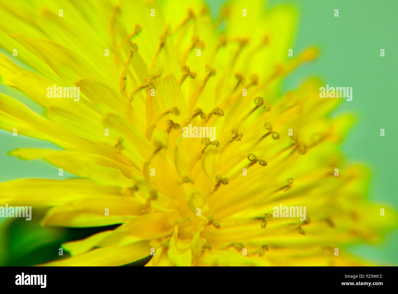 increased dandelion flower with many pistils and stamens Stock Photo ...