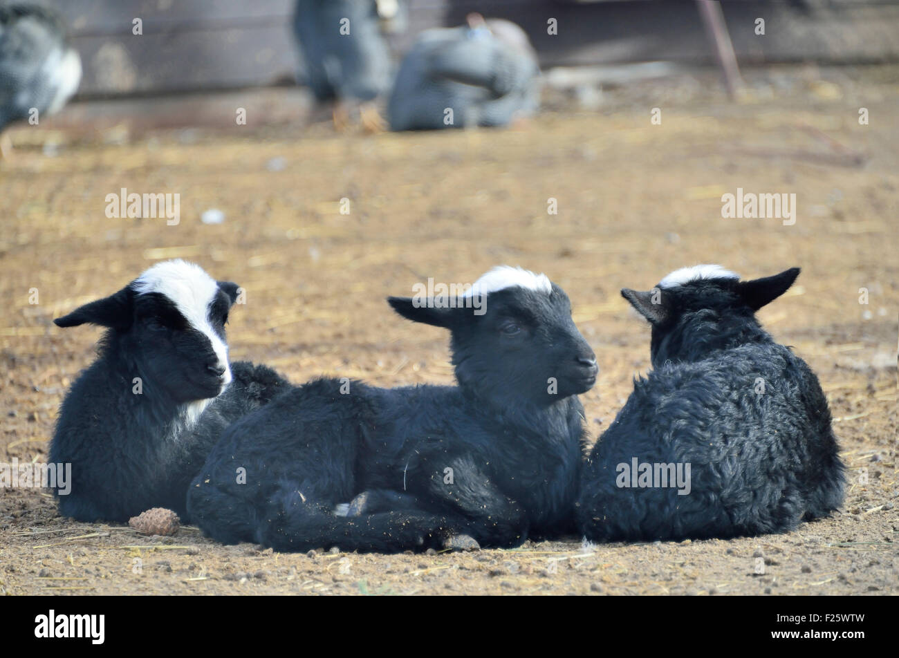 Lamb climb on sheep hi-res stock photography and images - Alamy