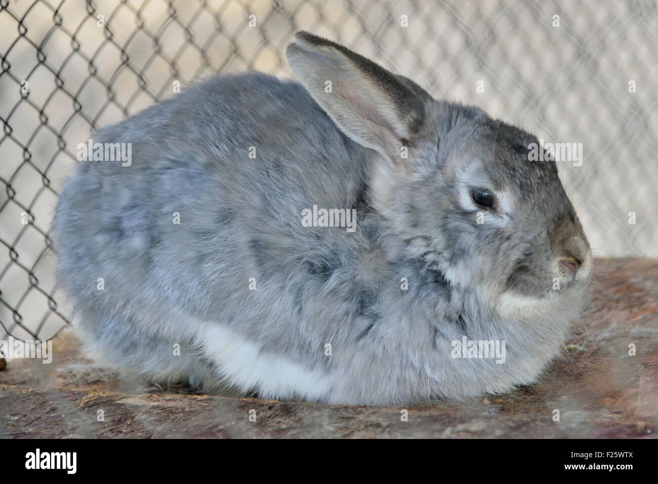 sad gray rabbit (hare) in cage at farm Stock Photo - Alamy