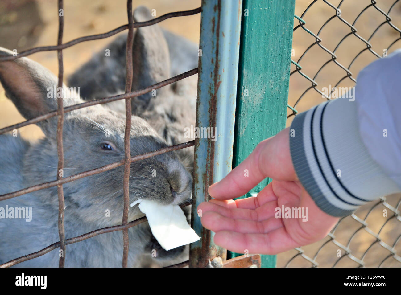feeding rabbit at zoo Stock Photo - Alamy