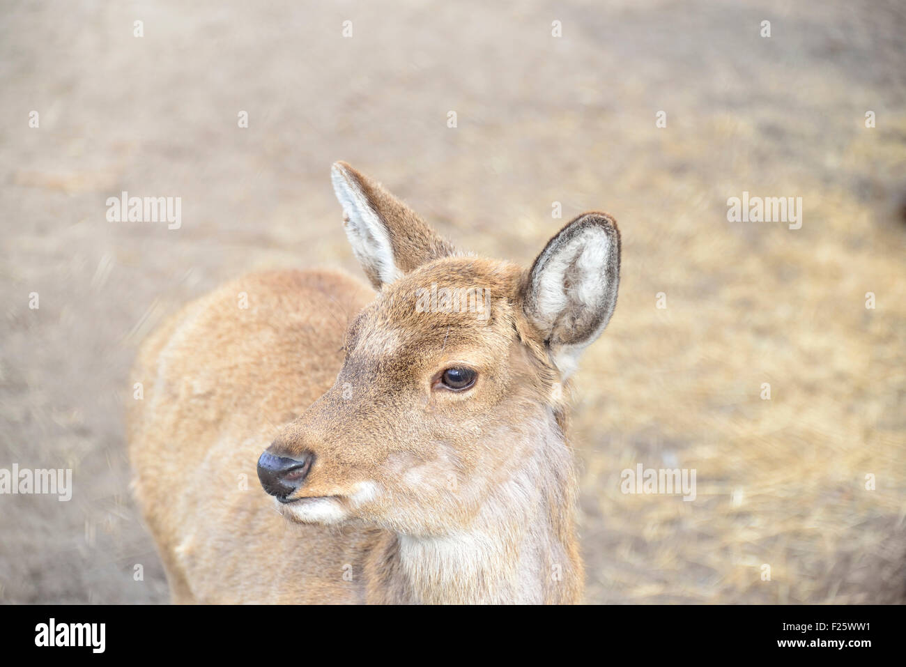 beige young deer looking forward Stock Photo - Alamy