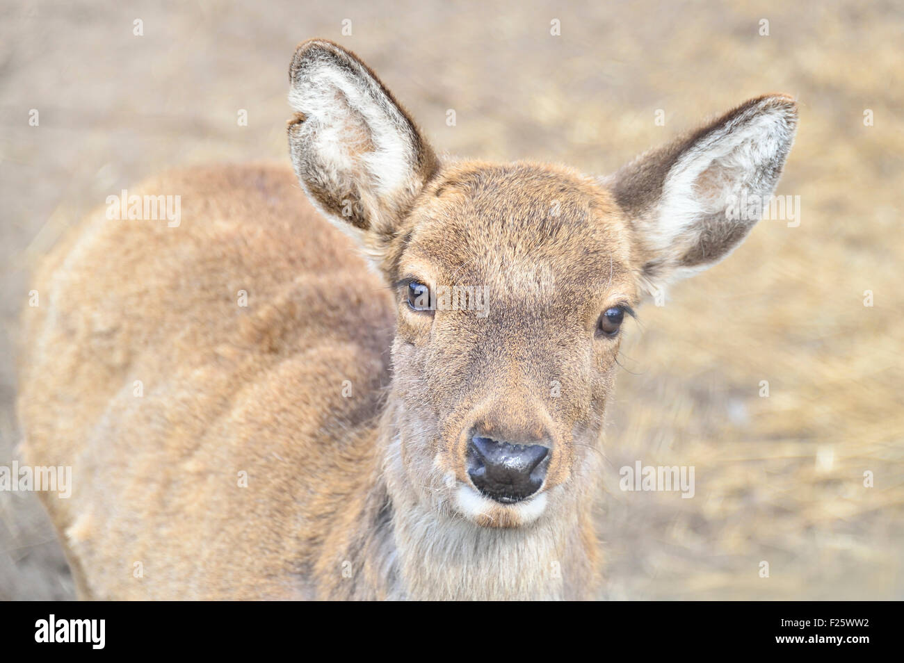 beige young pretty fawn looking Stock Photo - Alamy