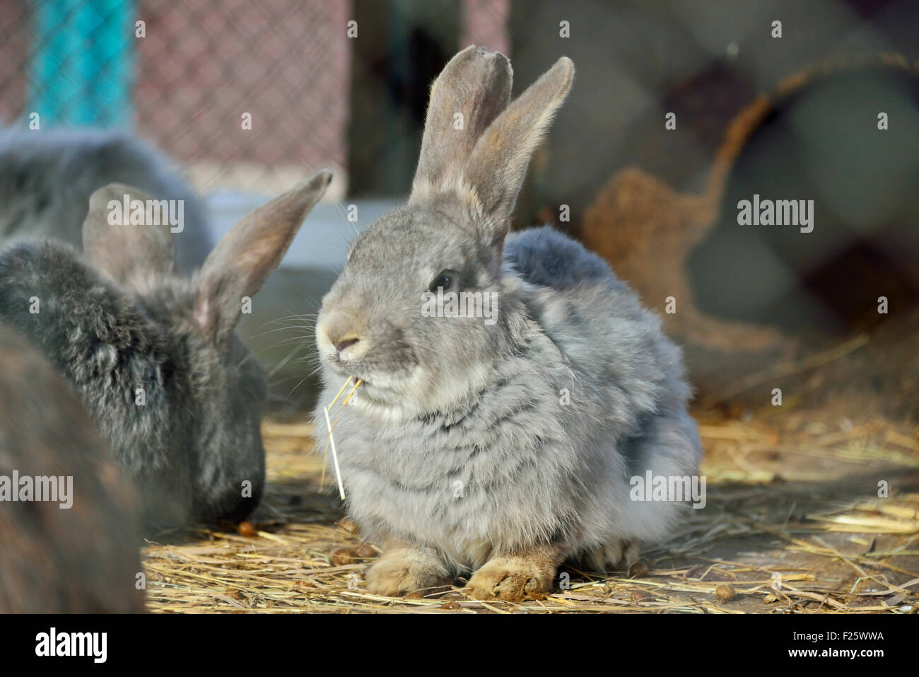 fluffy gray rabbit eating straw at farm Stock Photo - Alamy