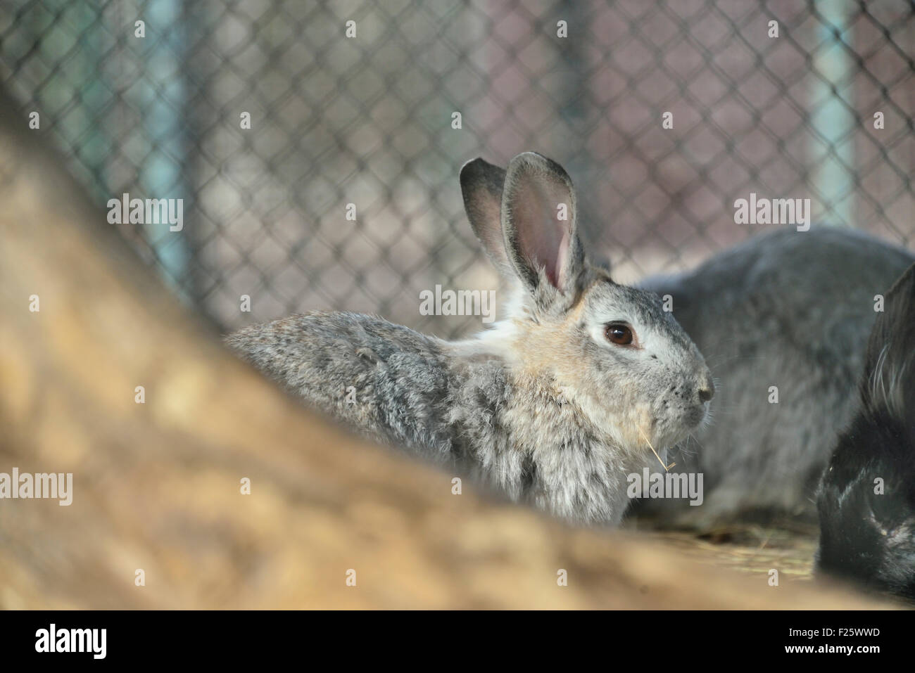 wild fluffy rabbit at cage at zoo Stock Photo - Alamy
