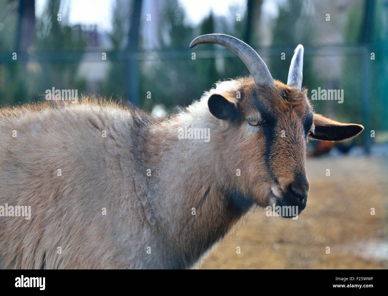 goat with big horns looking at zoo Stock Photo - Alamy