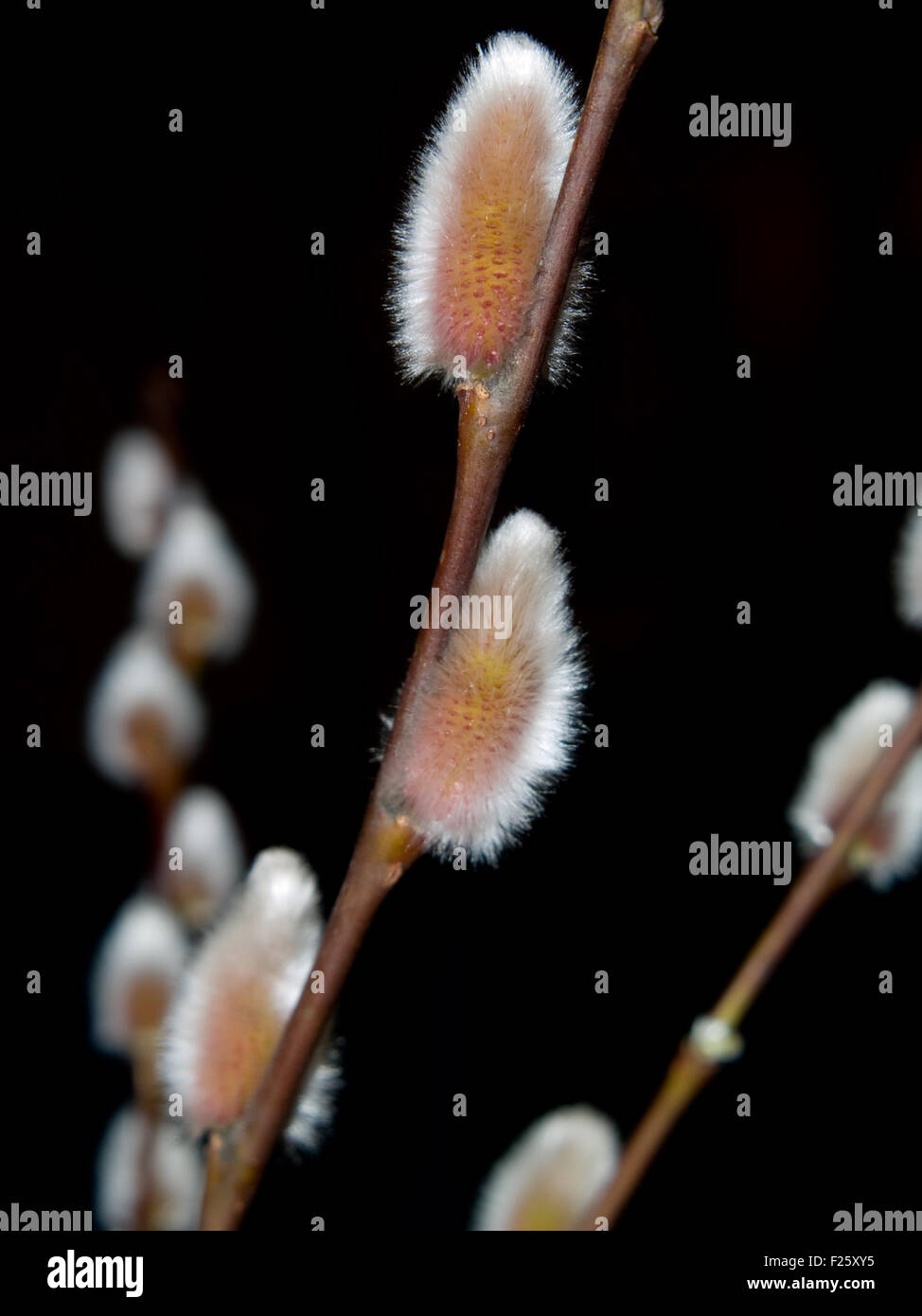 Spring willow flowering (catkins) at dark background Stock Photo - Alamy