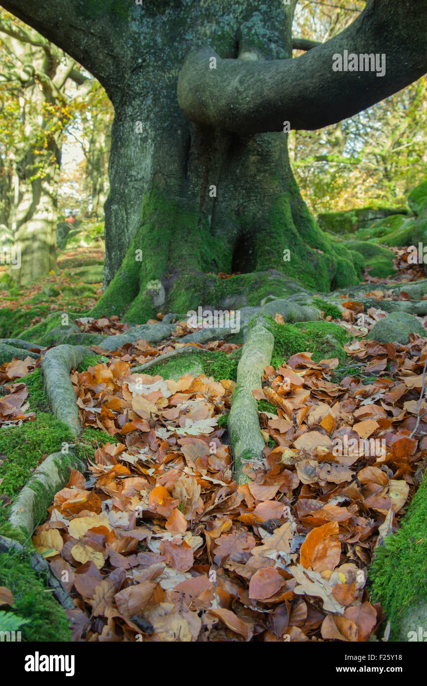 Anchoring roots hi-res stock photography and images - Alamy