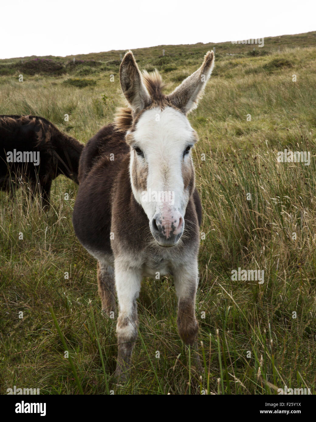 Donkey in a field hi-res stock photography and images - Alamy