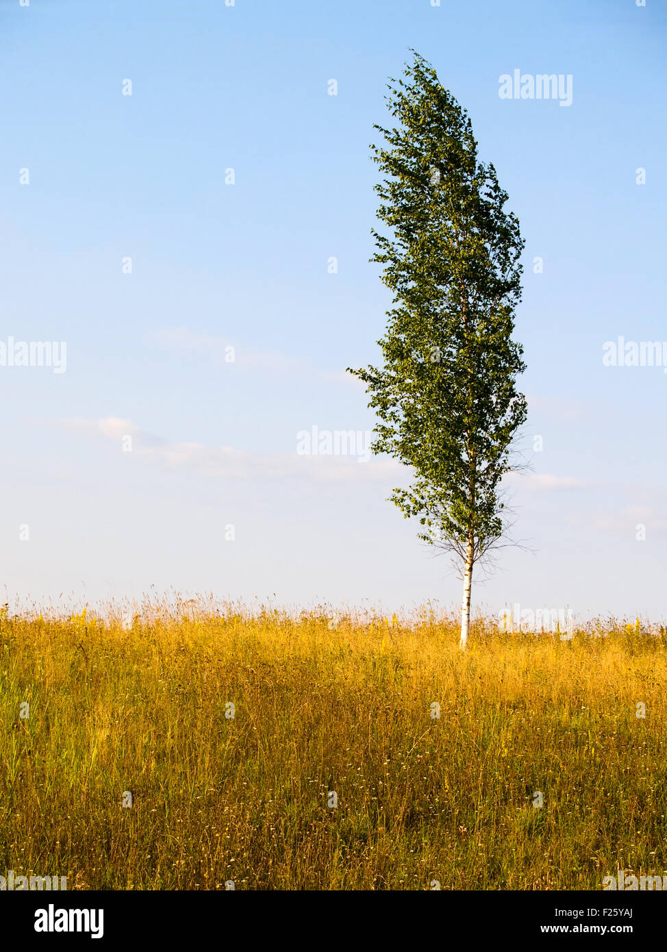 Windy birch tree hi-res stock photography and images - Alamy