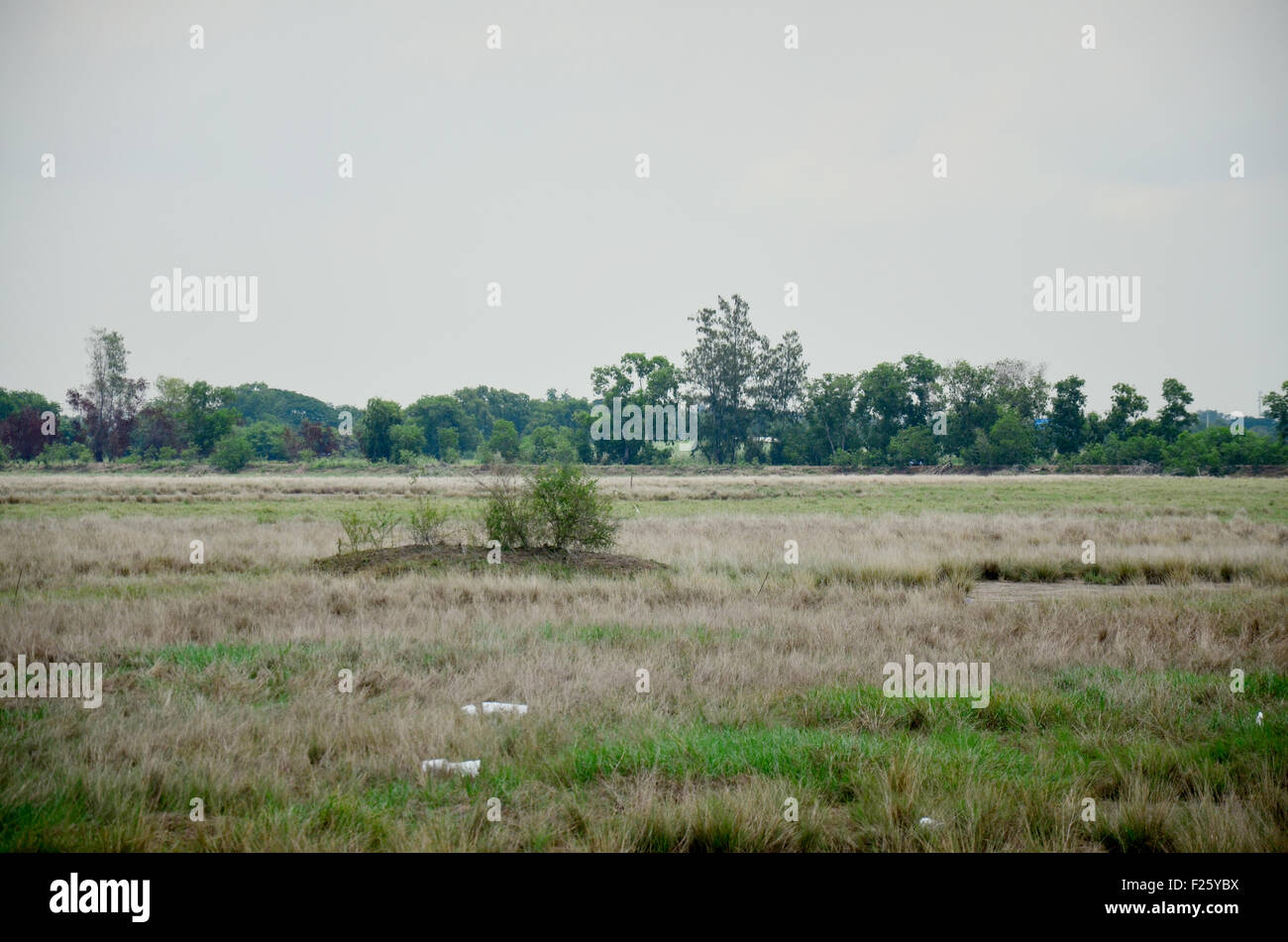 Dry grasslands occur from disposal of Industrial waste and old oil to ...