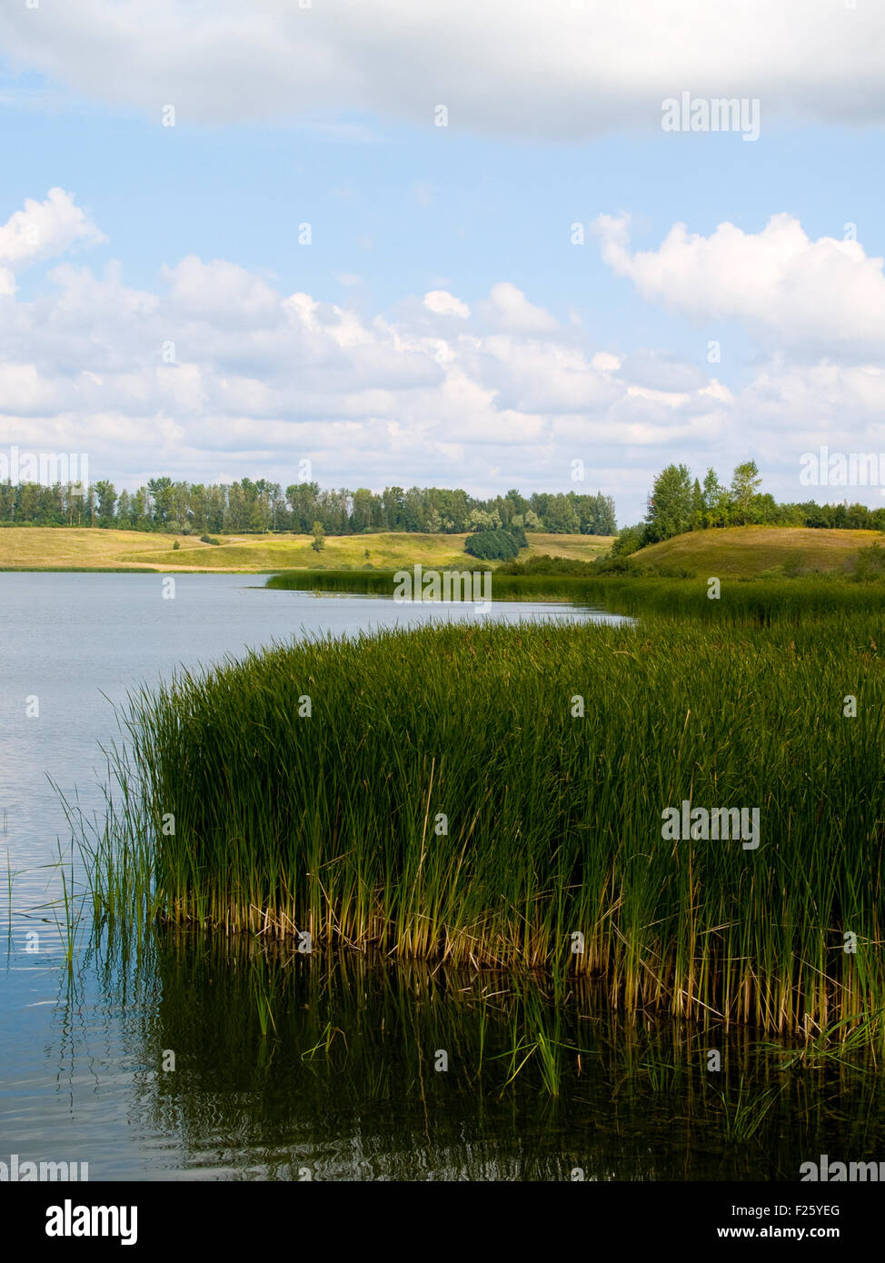 Small overgrown lake hi-res stock photography and images - Alamy