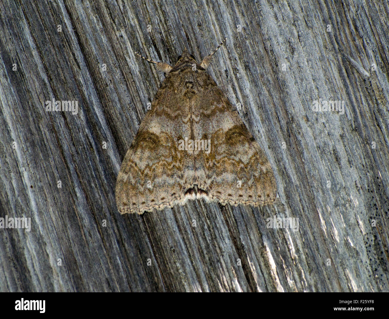 Big gray moth sitting on a wooden wall Stock Photo - Alamy