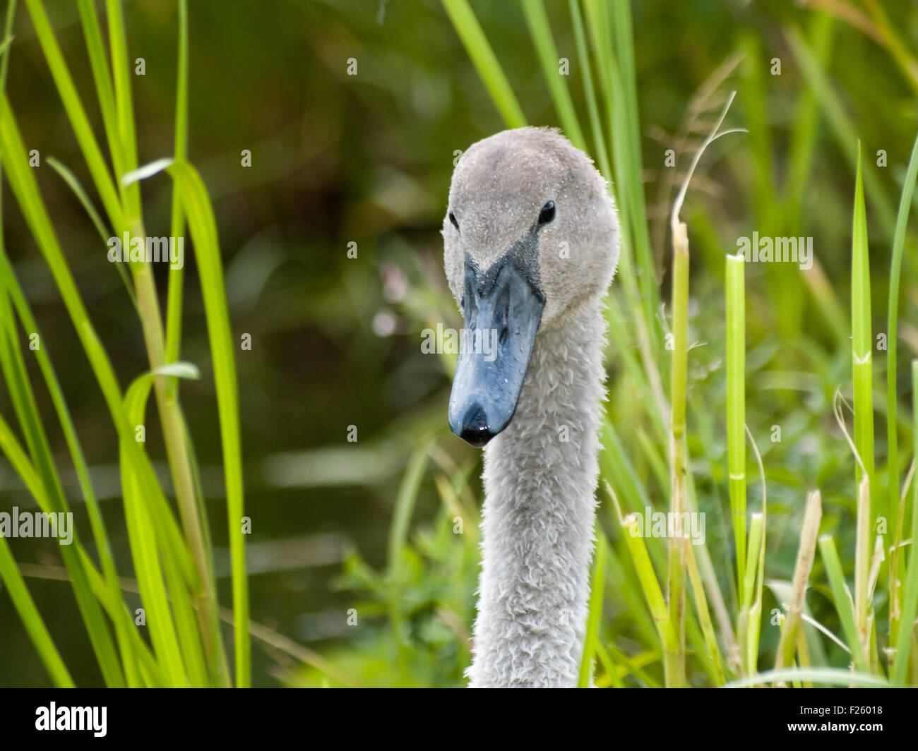 Ugly young duckling hi-res stock photography and images - Alamy