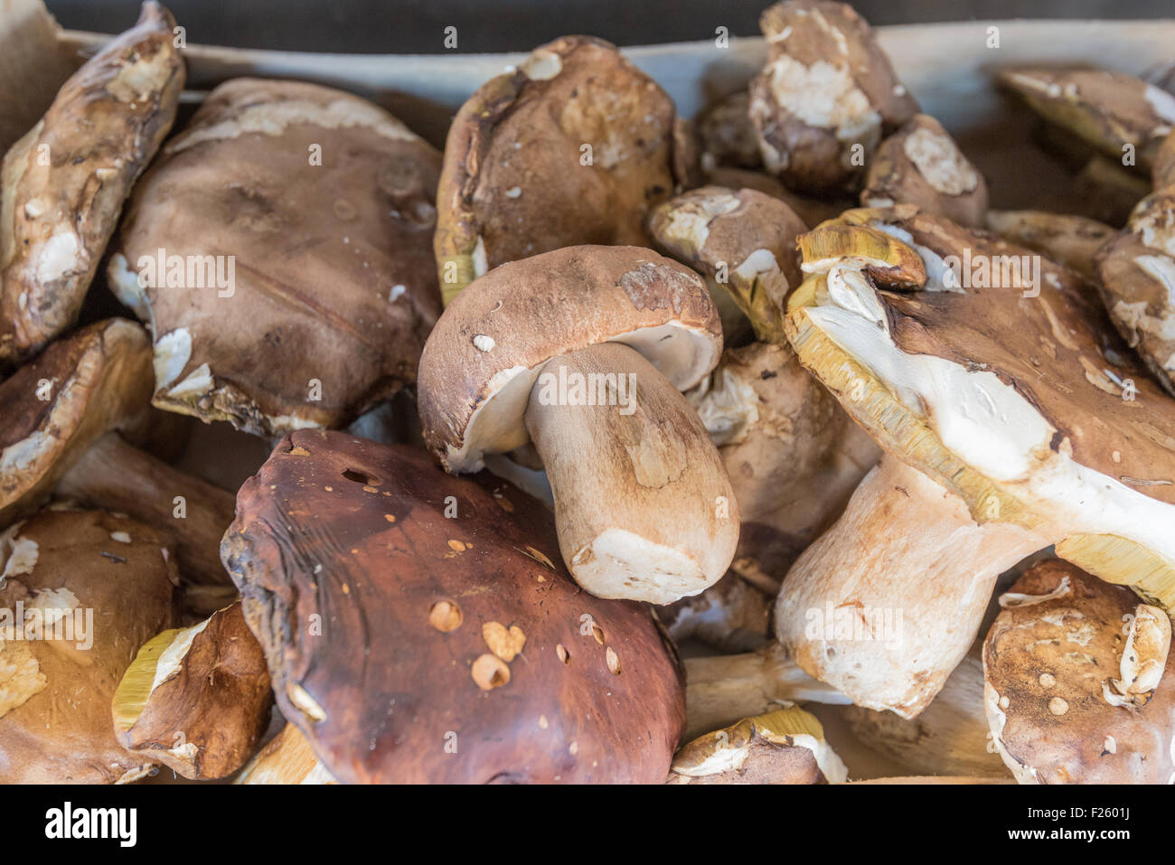 Bunch of cepe mushrooms at the market Stock Photo - Alamy