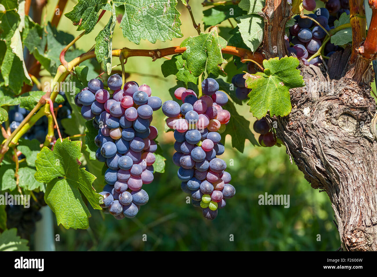 Two grape bunches hi-res stock photography and images - Alamy