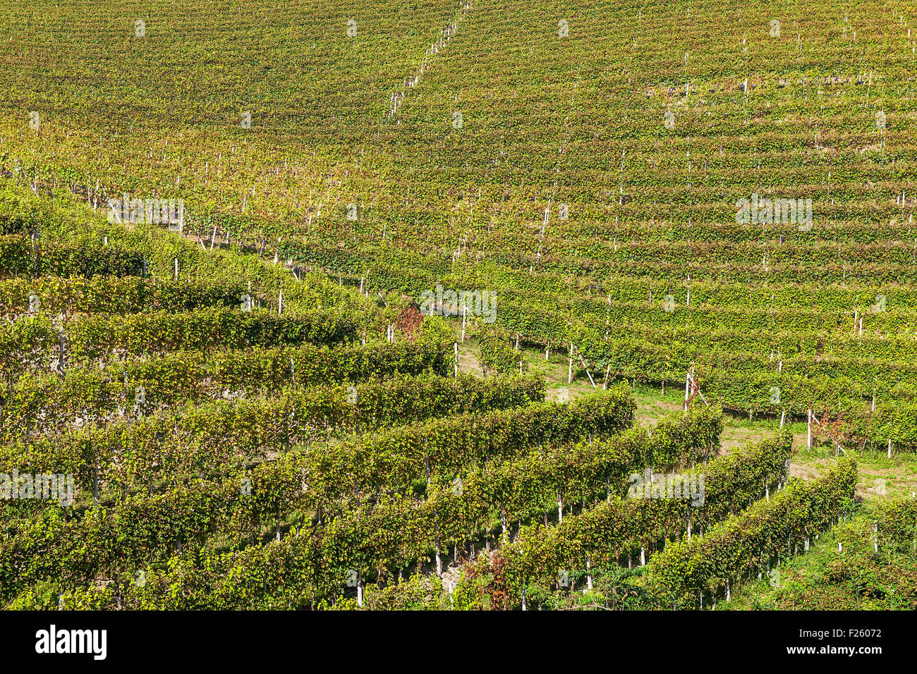 Vineyards italy hi-res stock photography and images - Alamy