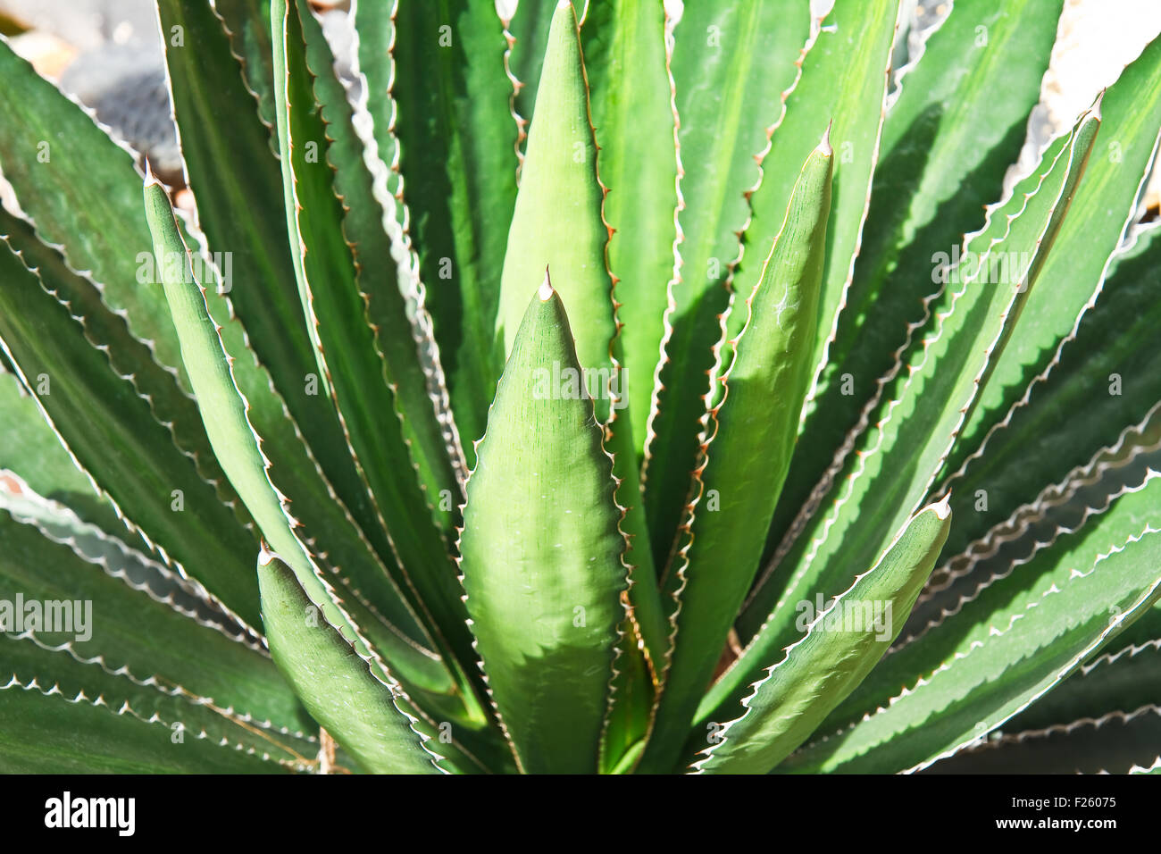agave plant leaves Stock Photo - Alamy