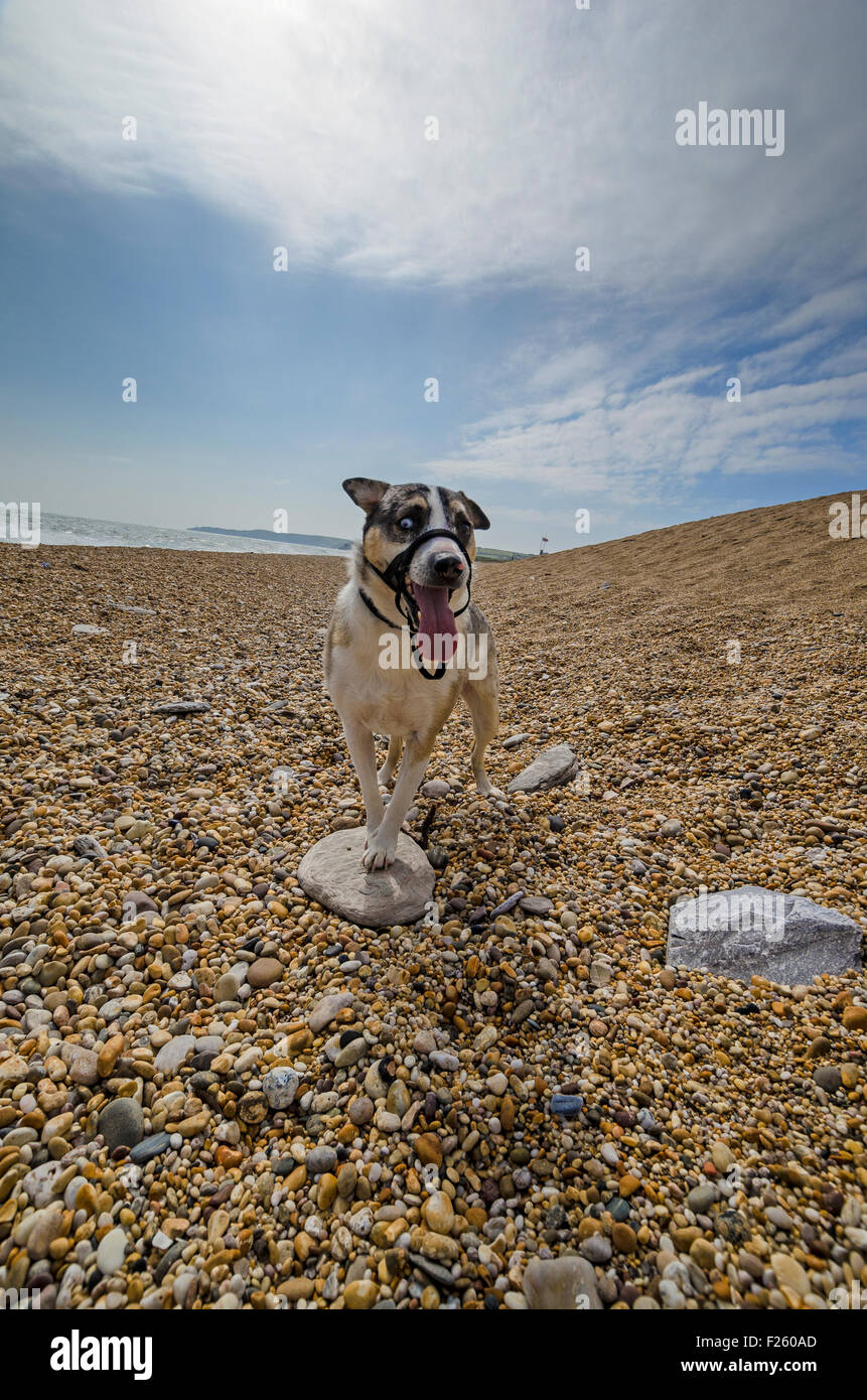 Smile on beach hi-res stock photography and images - Alamy