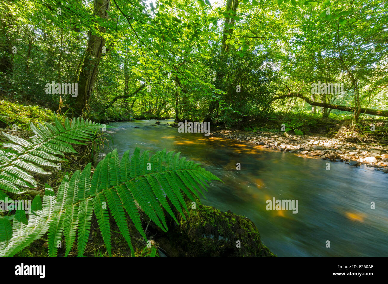 dartmoor stream in dappled shade Stock Photo - Alamy