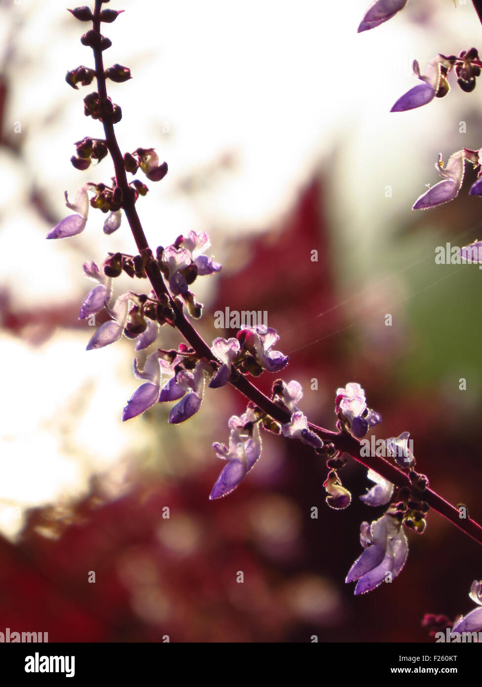 A macro closeup view of a very tiny tropical flower vine in India Stock ...