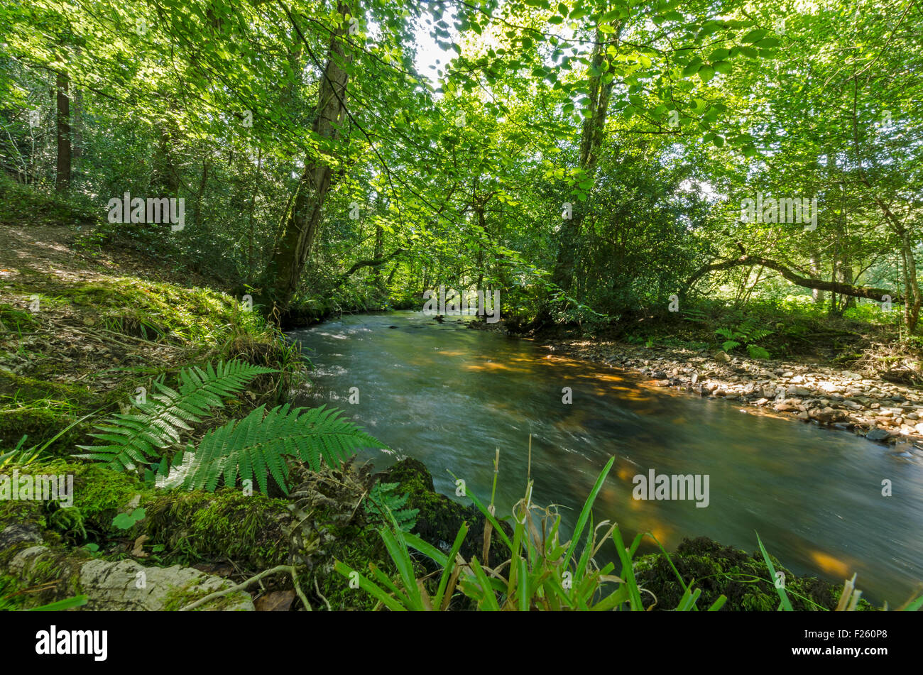 dartmoor stream in dappled shade Stock Photo - Alamy