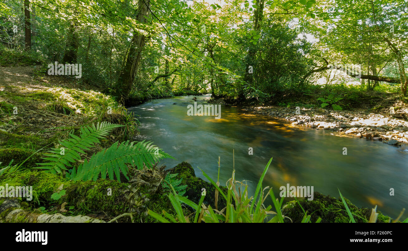 dartmoor stream in dappled shade Stock Photo - Alamy