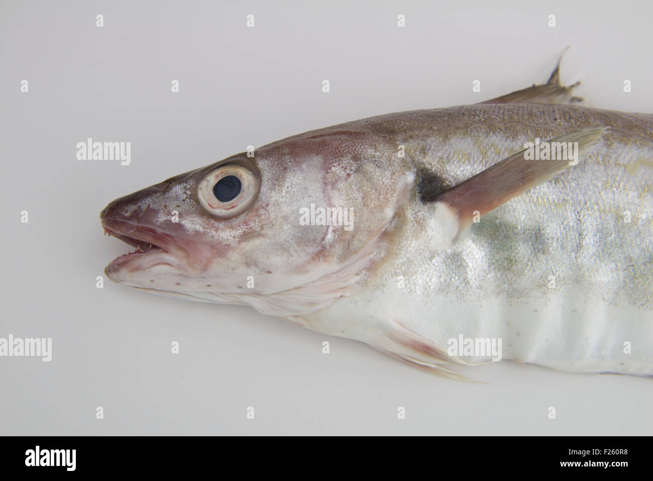Whiting fish hi-res stock photography and images - Alamy