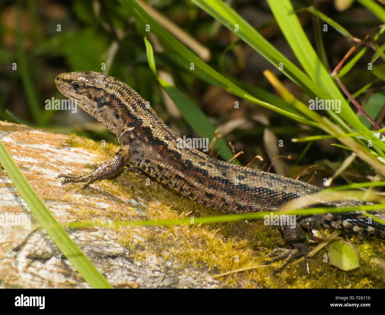 Lizard on a log hi-res stock photography and images - Alamy