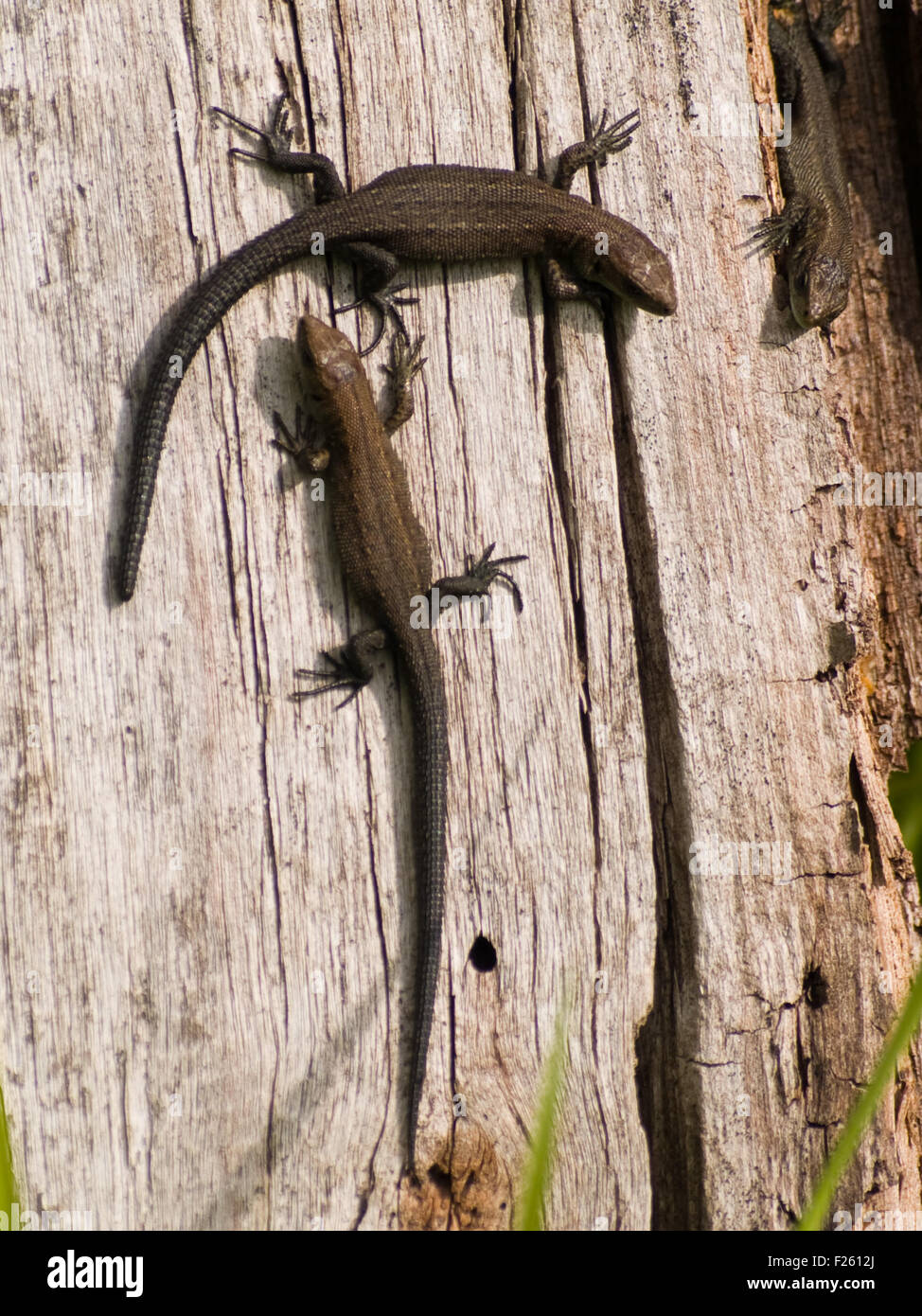 Three small lizards are heating on a wall Stock Photo - Alamy