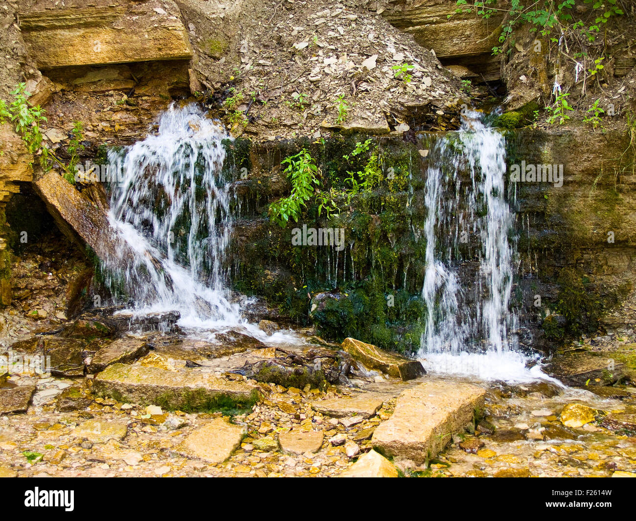 Calcareous plates hi-res stock photography and images - Alamy
