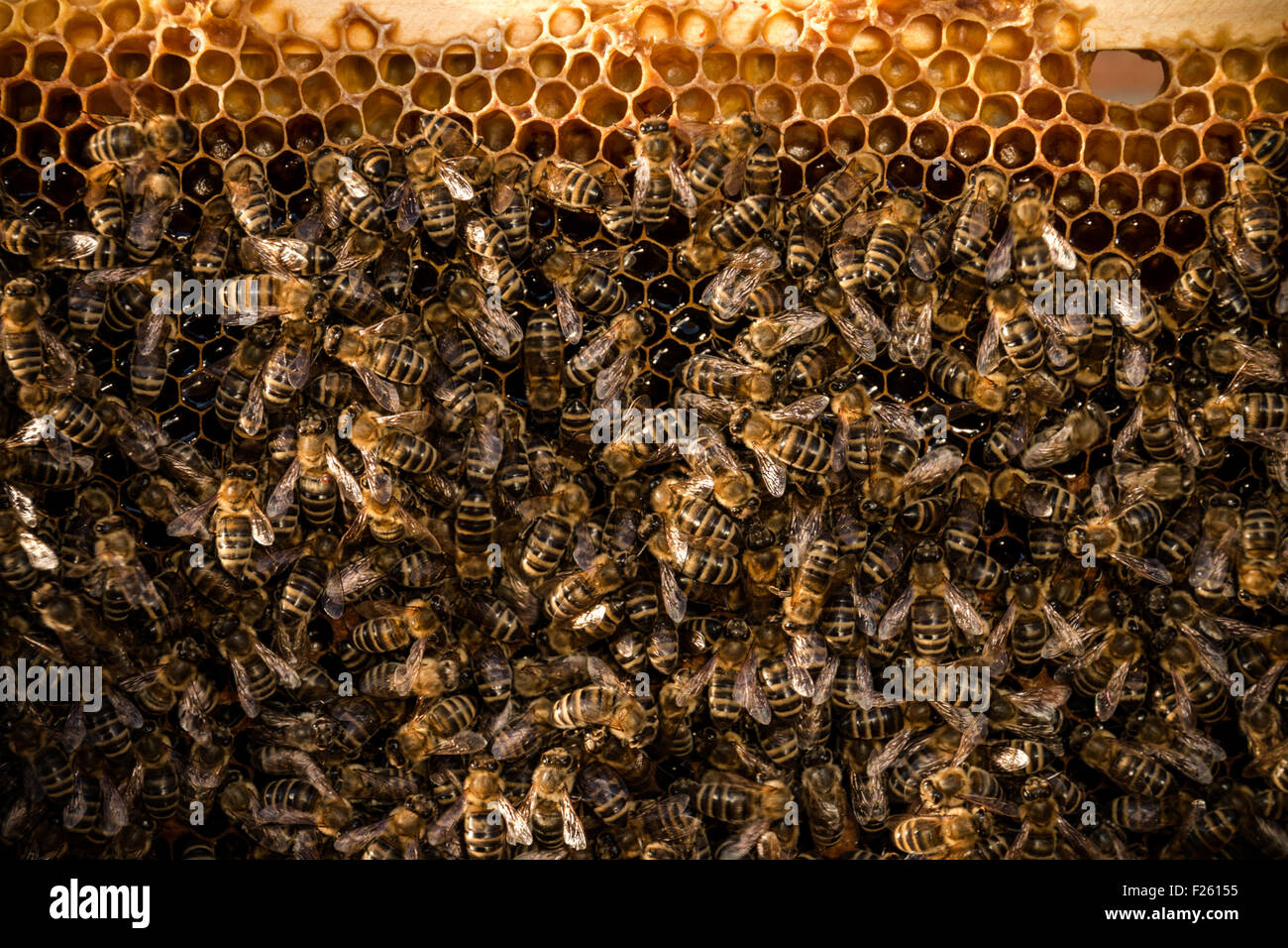 Beehive frame hi-res stock photography and images - Alamy