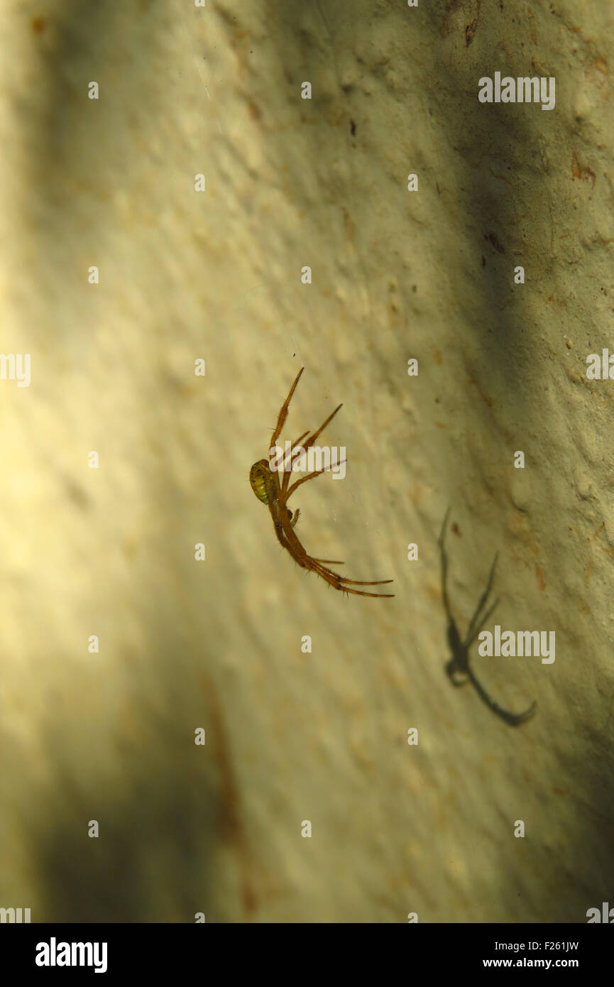 Crawling spider hi-res stock photography and images - Alamy