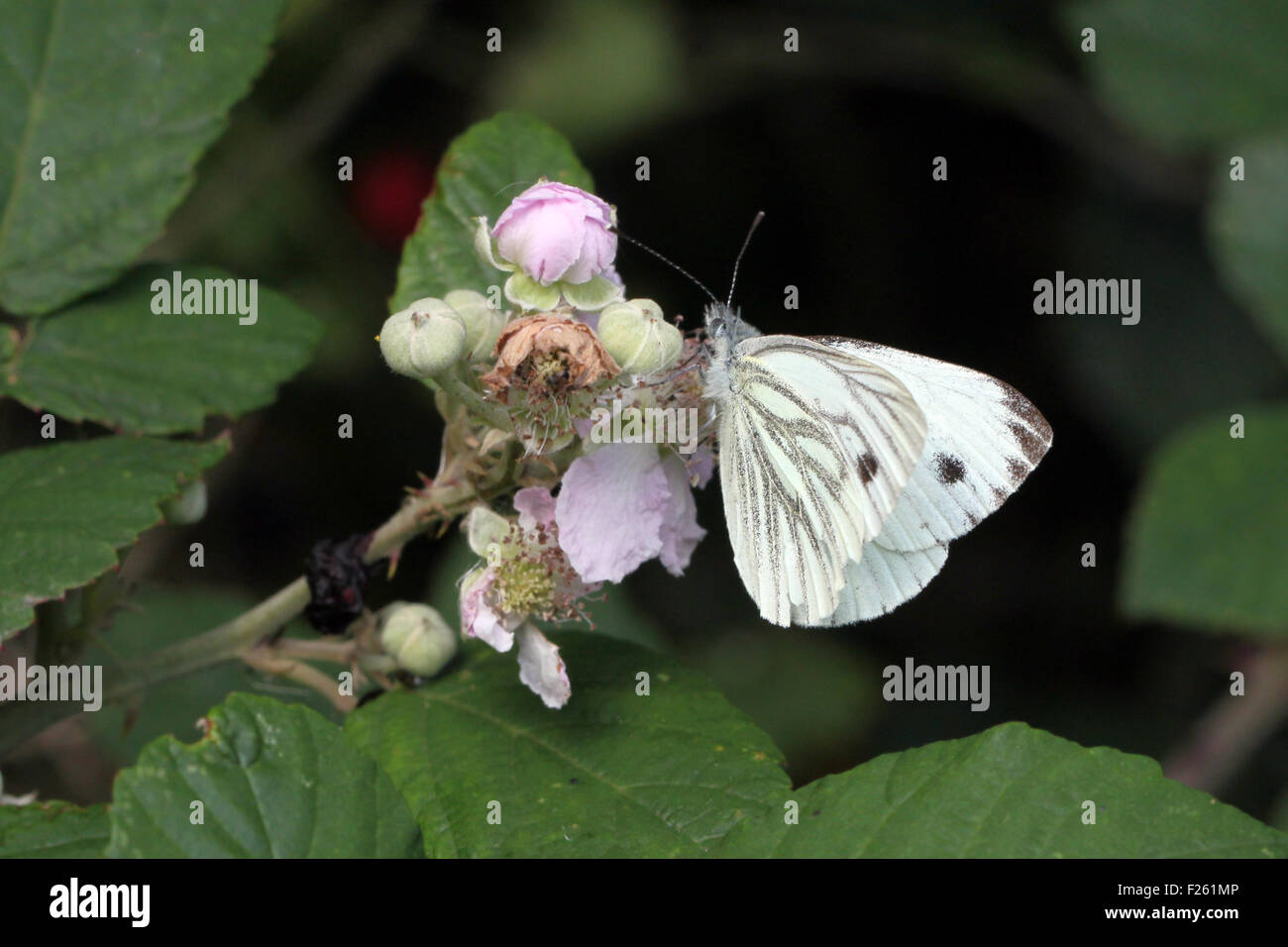 Large White Butterfly Stock Photo - Alamy
