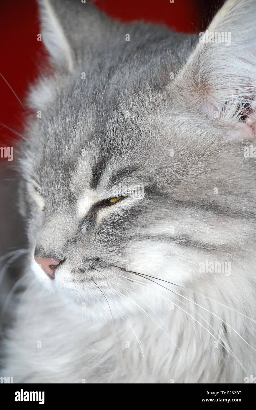face of young gray cat Stock Photo - Alamy