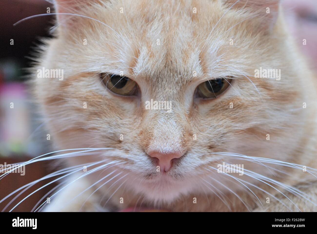 angry face of mustached foxy cat Stock Photo - Alamy