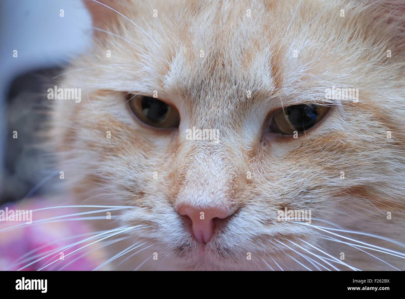 angry face of mustached foxy cat Stock Photo - Alamy