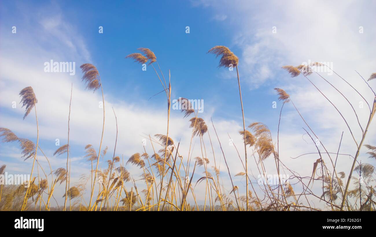 yellow reed over blue sky Stock Photo - Alamy