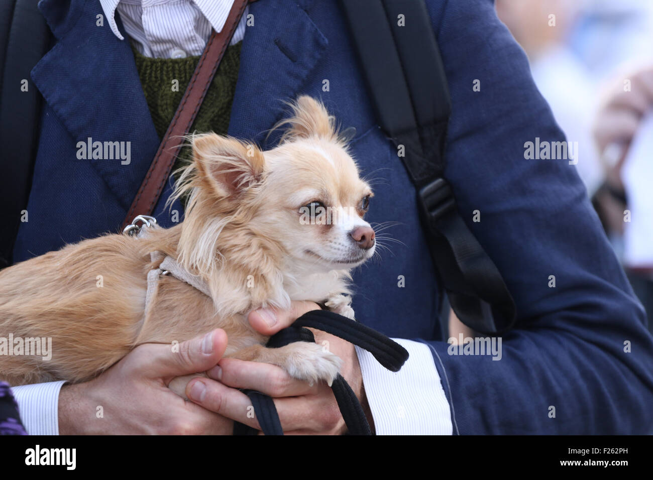 London, UK. 12th Sep, 2015. pet dog in the hands of a protester - tens ...