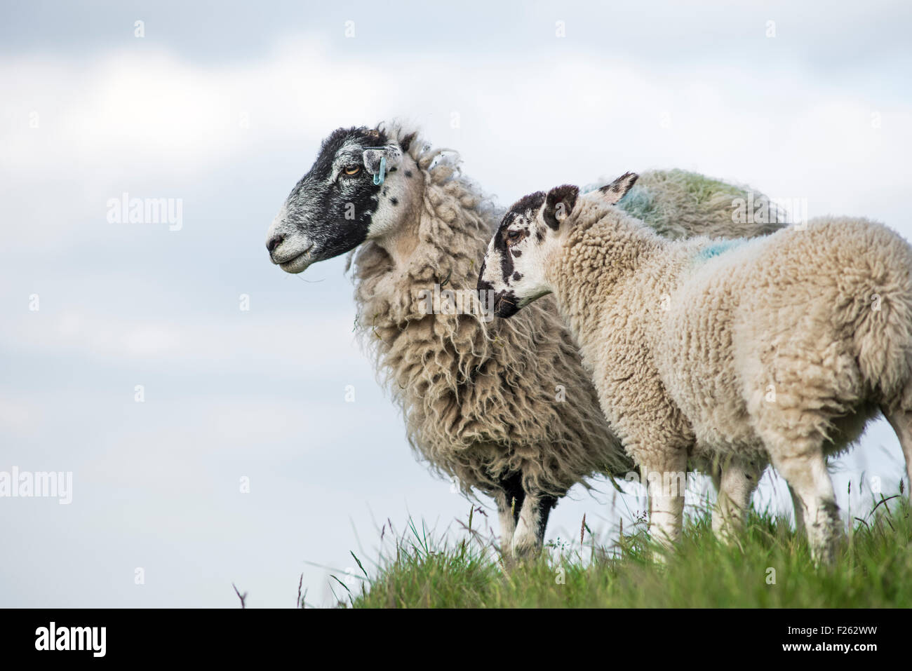 Sheep looking across the Vale of Edale in the Peak District National ...