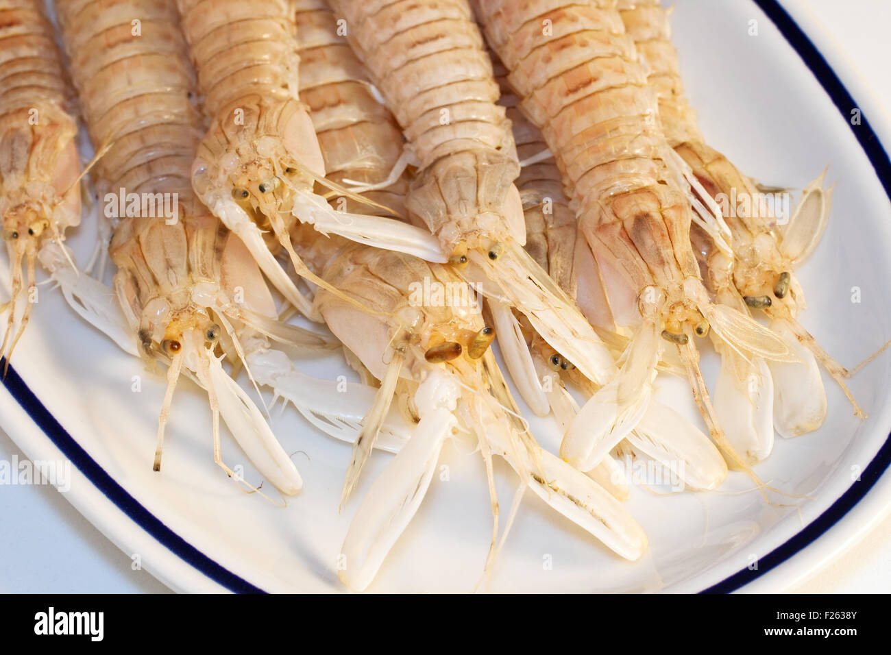 Squilla mantis, crustacean on a dish Stock Photo - Alamy