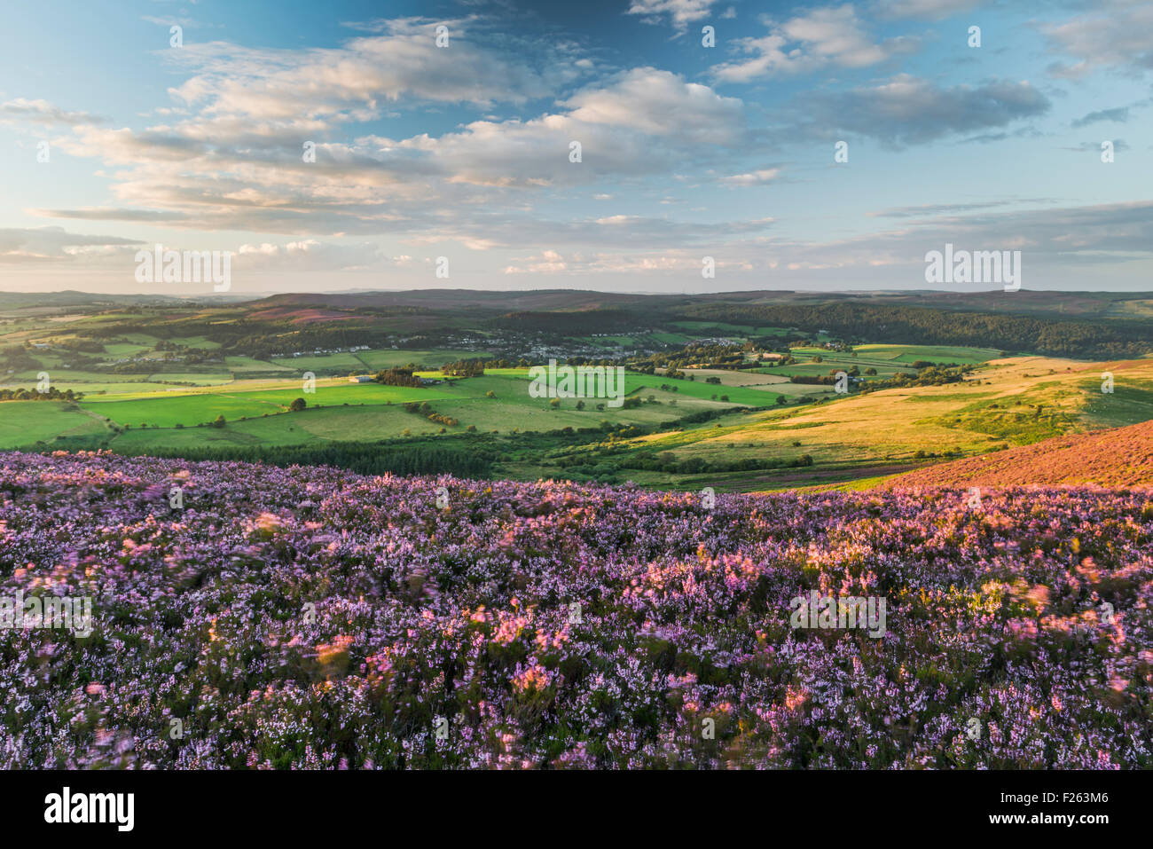 The heather-clad slopes of The Beacon on the Simonside hills ...
