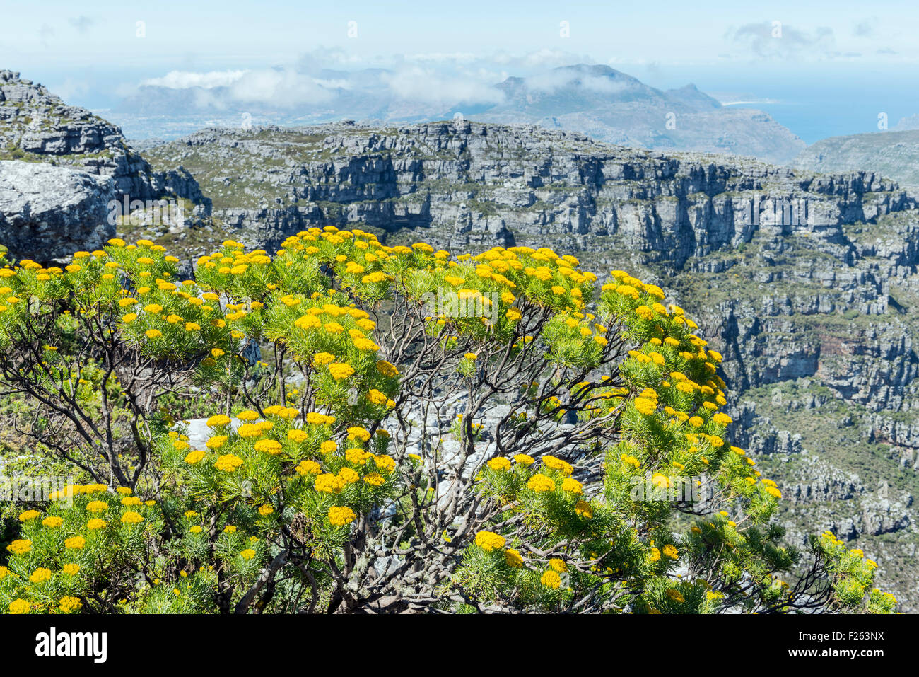 Blooming Fynbos on Table Mountain, South Africa Stock Photo - Alamy