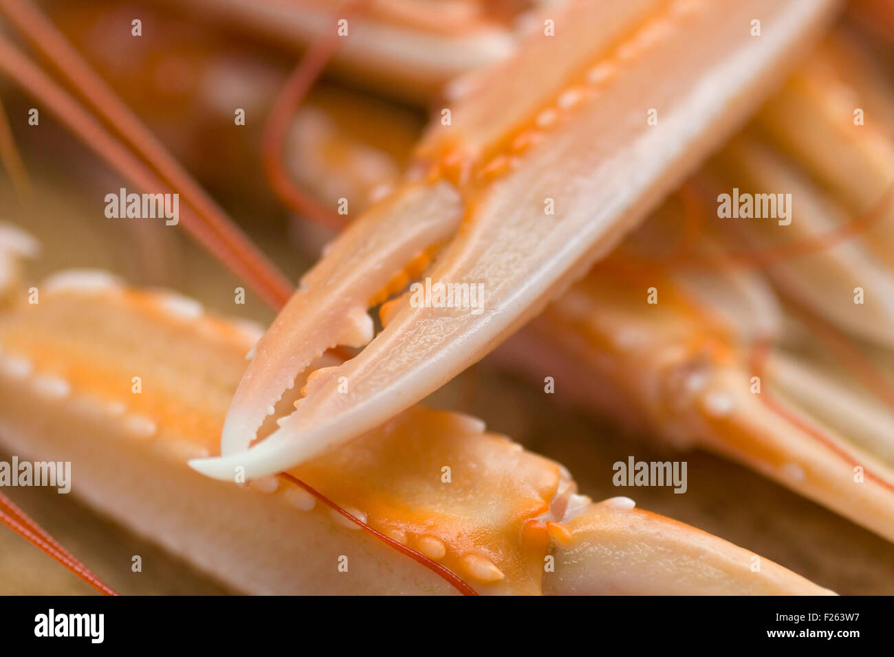 Nephrops hi-res stock photography and images - Alamy